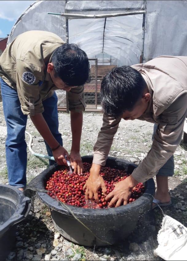印尼 索克雷迪合作社 Indonesia Solok Radjo | HARU COFFEE 守成咖啡