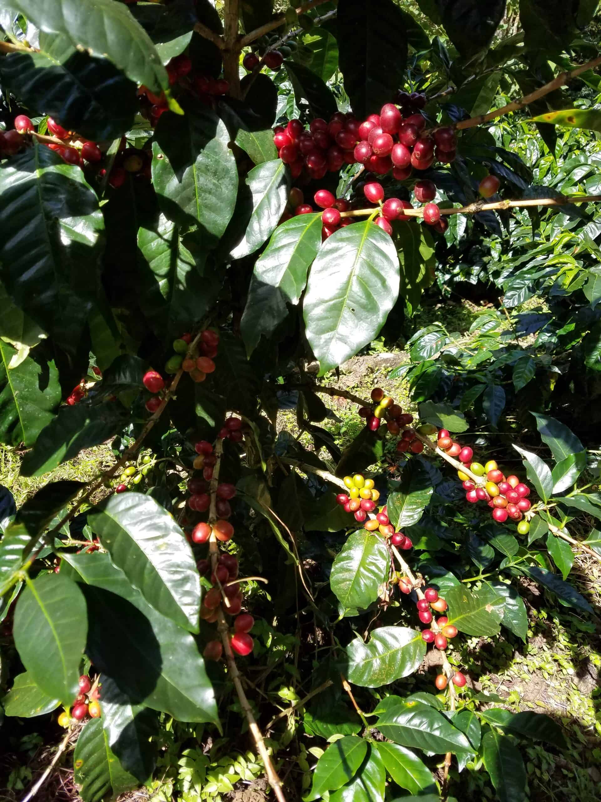 巴拿馬 哈特曼莊園 Panama Hartmann Estate | HARU COFFEE 守成咖啡