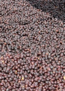 巴拿馬 哈特曼莊園 Panama Hartmann Estate | HARU COFFEE 守成咖啡