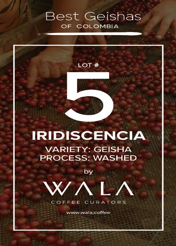 2023 哥倫比亞 Wala Coffee 獨立競標 2023 Colombia Wala Coffee Auction | HARU ...